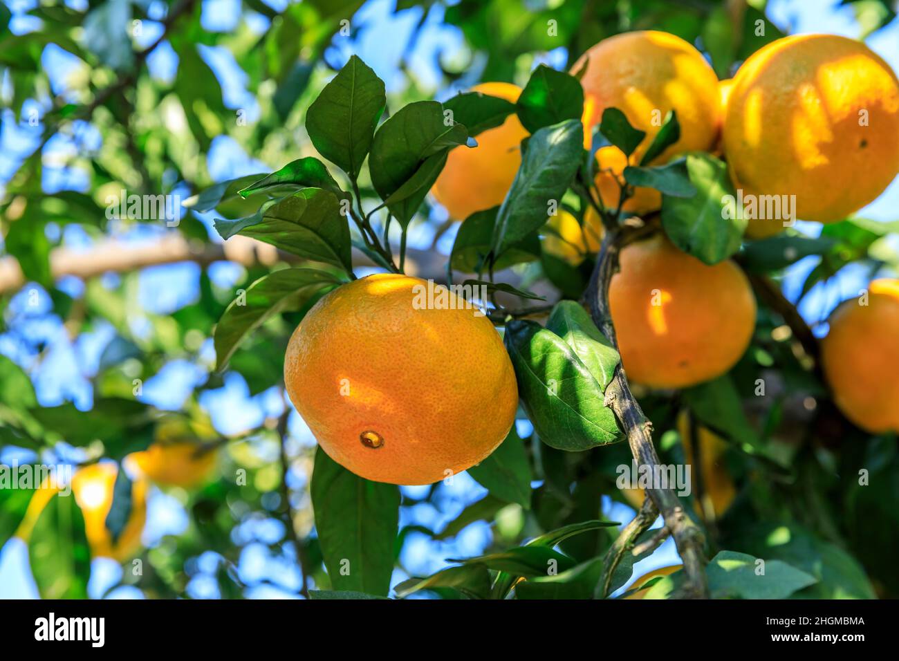 Fruit tree plantation hi-res stock photography and images - Alamy