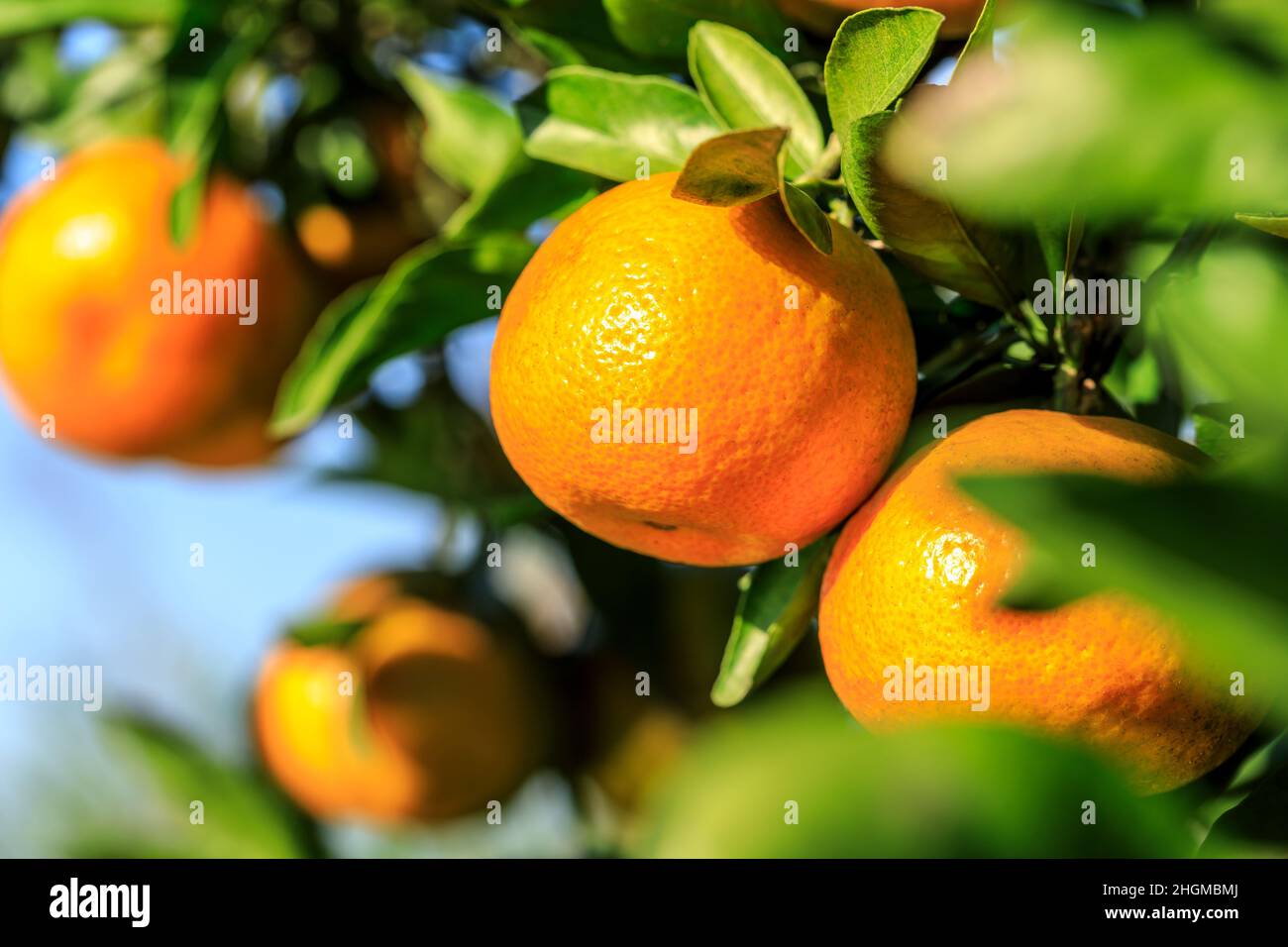 Ripe oranges on the orange tree.Yellow oranges fruit background Stock ...