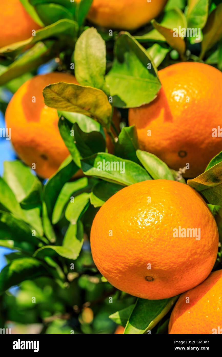 Ripe oranges on the orange tree.Yellow oranges fruit background Stock ...