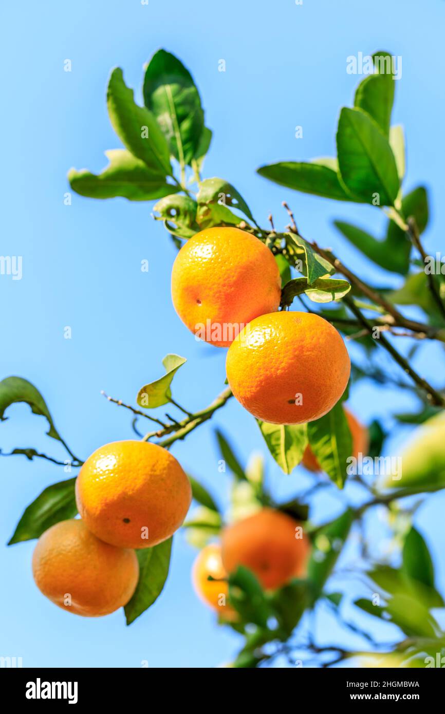 Oranges on their tree hi-res stock photography and images - Alamy