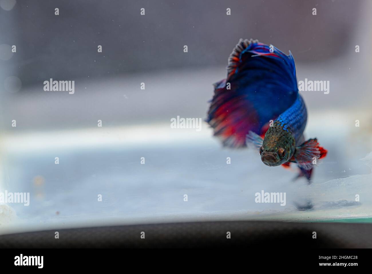 beautiful little betta fish, betta fish on plain background Stock Photo ...