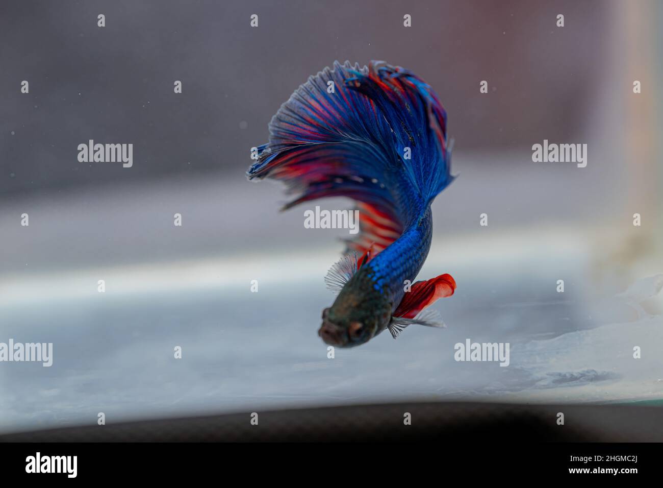 beautiful little betta fish, betta fish on plain background Stock Photo ...