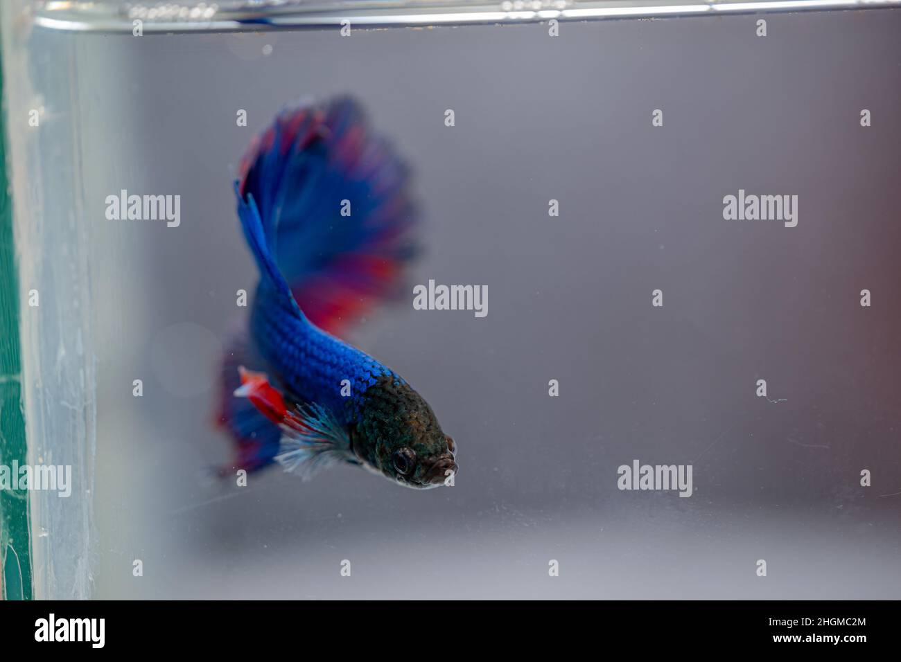 beautiful little betta fish, betta fish on plain background Stock Photo ...