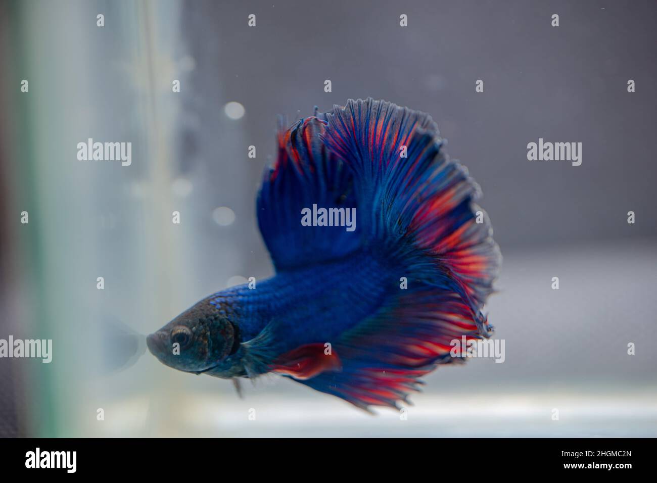 beautiful little betta fish, betta fish on plain background Stock Photo ...