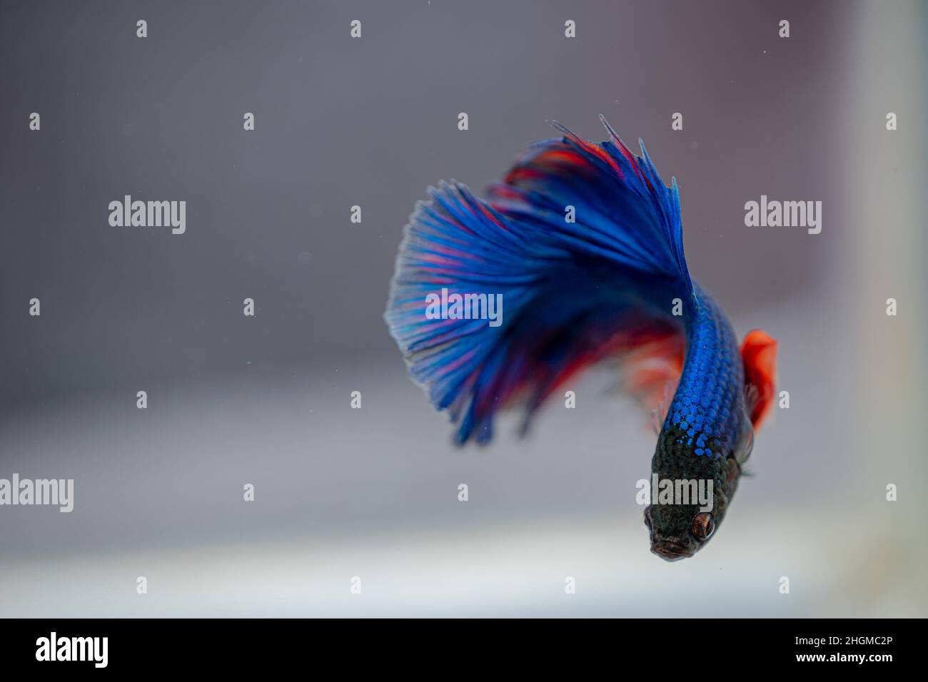 beautiful little betta fish, betta fish on plain background Stock Photo ...