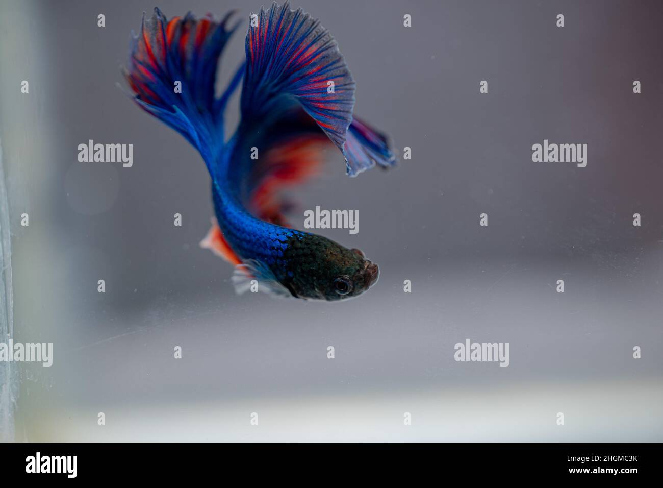 beautiful little betta fish, betta fish on plain background Stock Photo ...