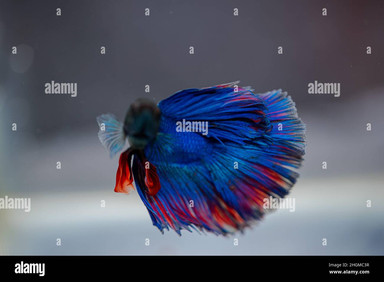 beautiful little betta fish, betta fish on plain background Stock Photo ...