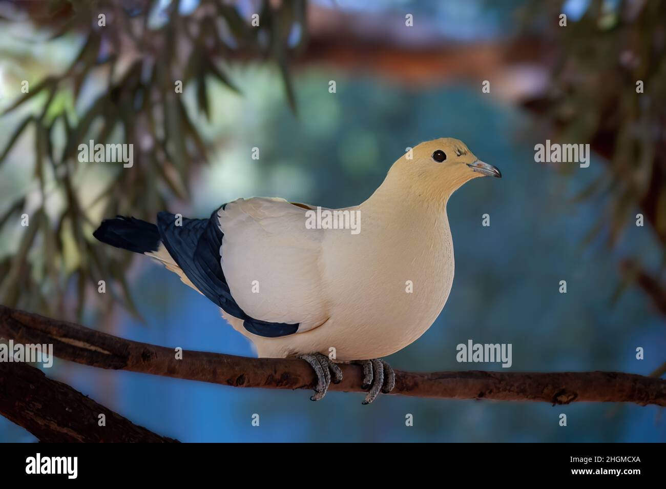 Pied imperial pigeon (Ducula bicolor) perched on the tree branch Stock ...