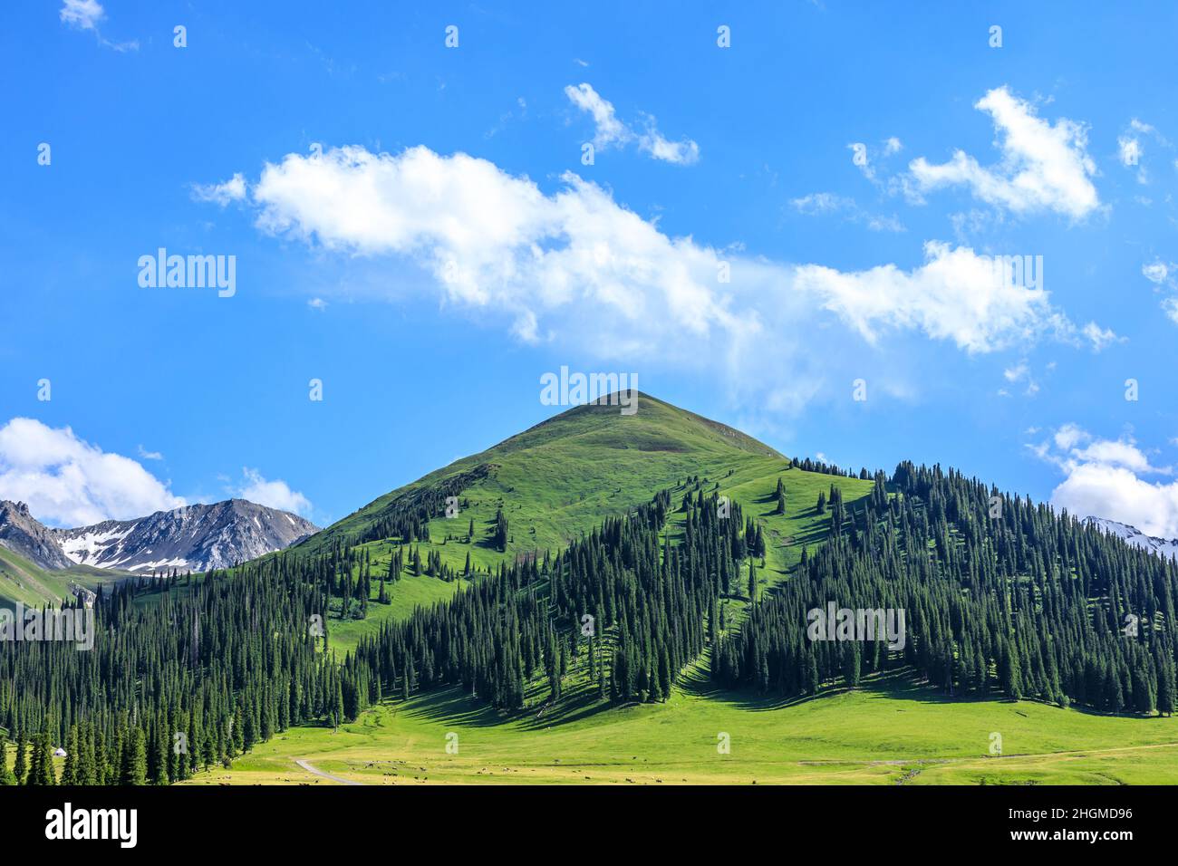 Countryside forest green hi-res stock photography and images - Alamy