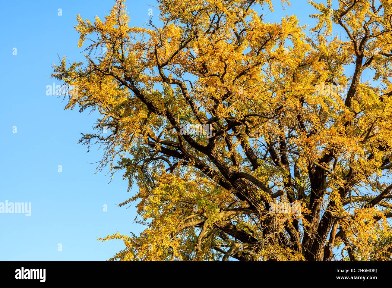 Ginkgo tree forest hi-res stock photography and images - Alamy