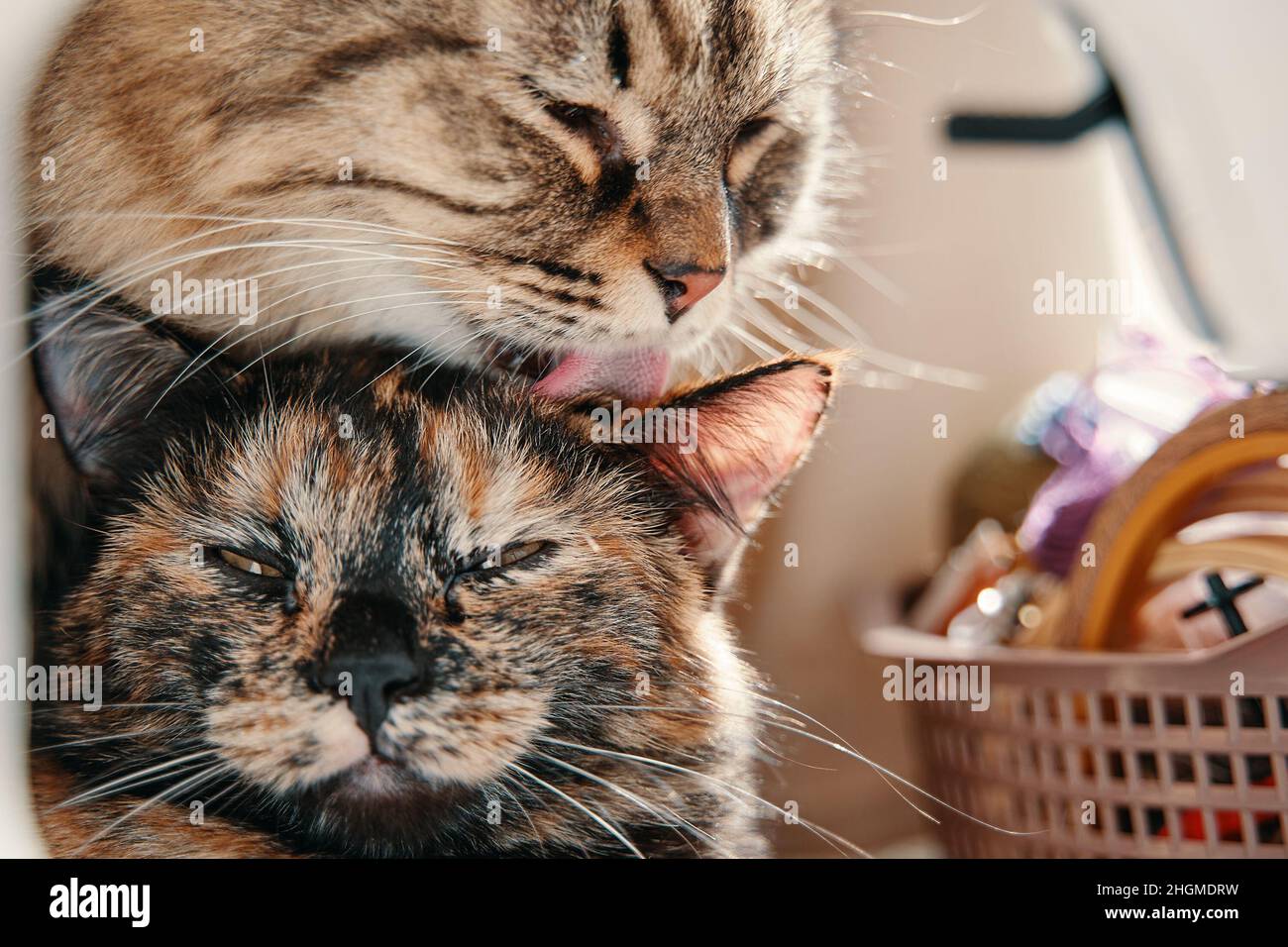 Fluffy cat licks small kitten with its tongue Stock Photo - Alamy