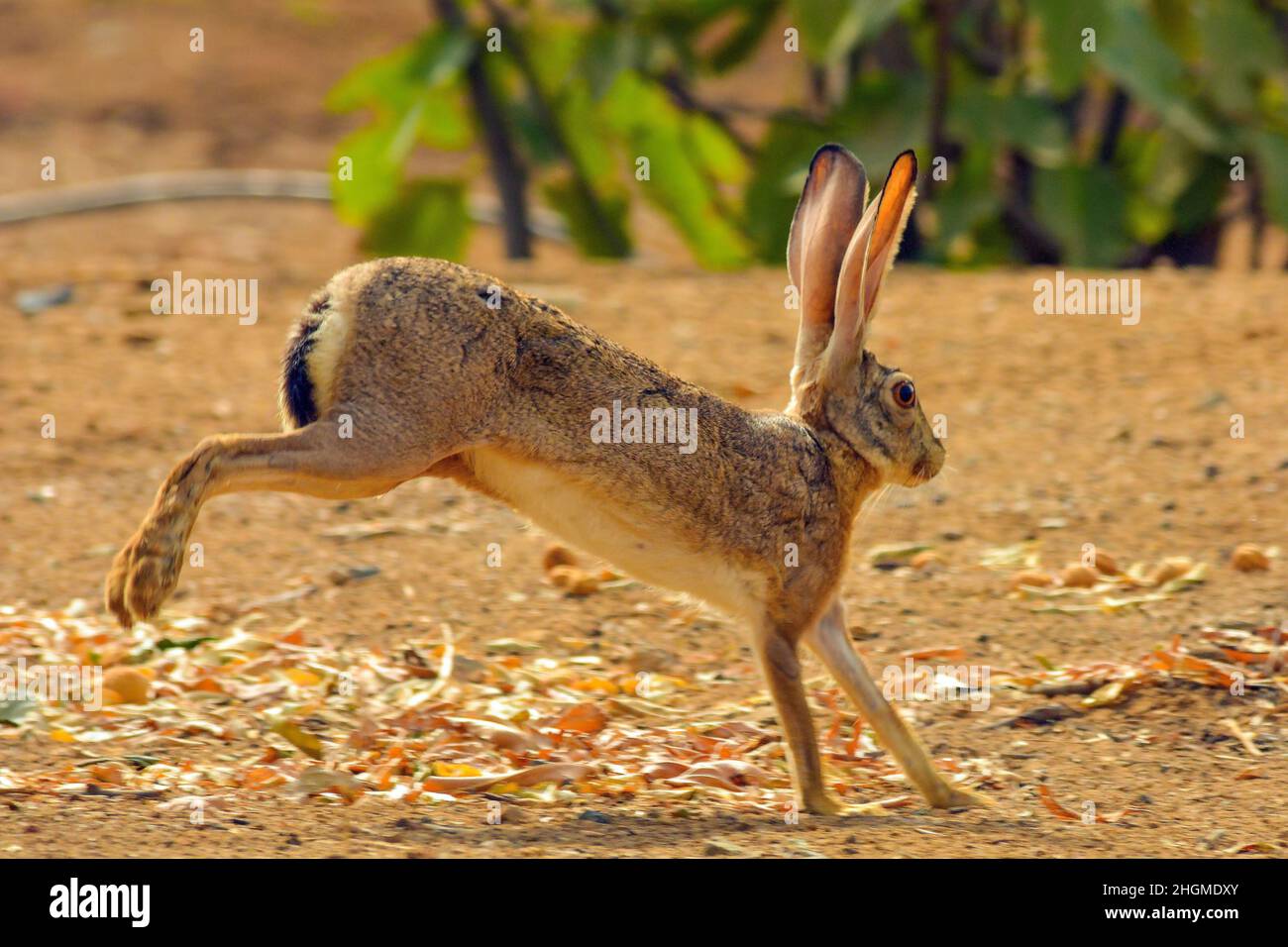 Rabbit jump nobody hi-res stock photography and images - Alamy