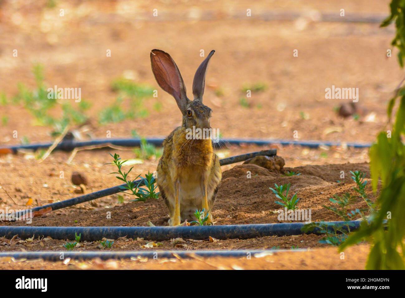 Rabbit head vector hi-res stock photography and images - Alamy