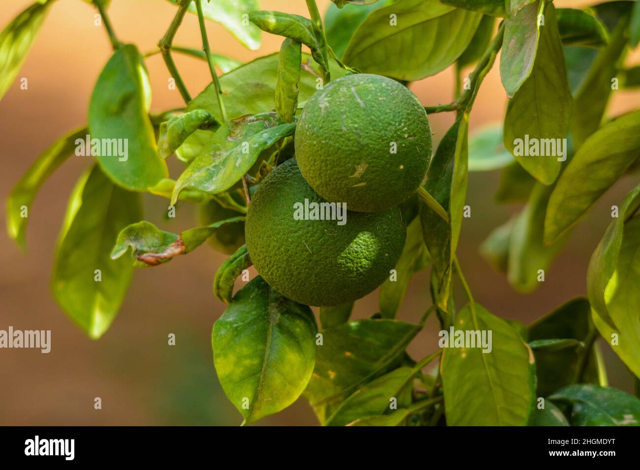 Vector orange juice hi-res stock photography and images - Alamy