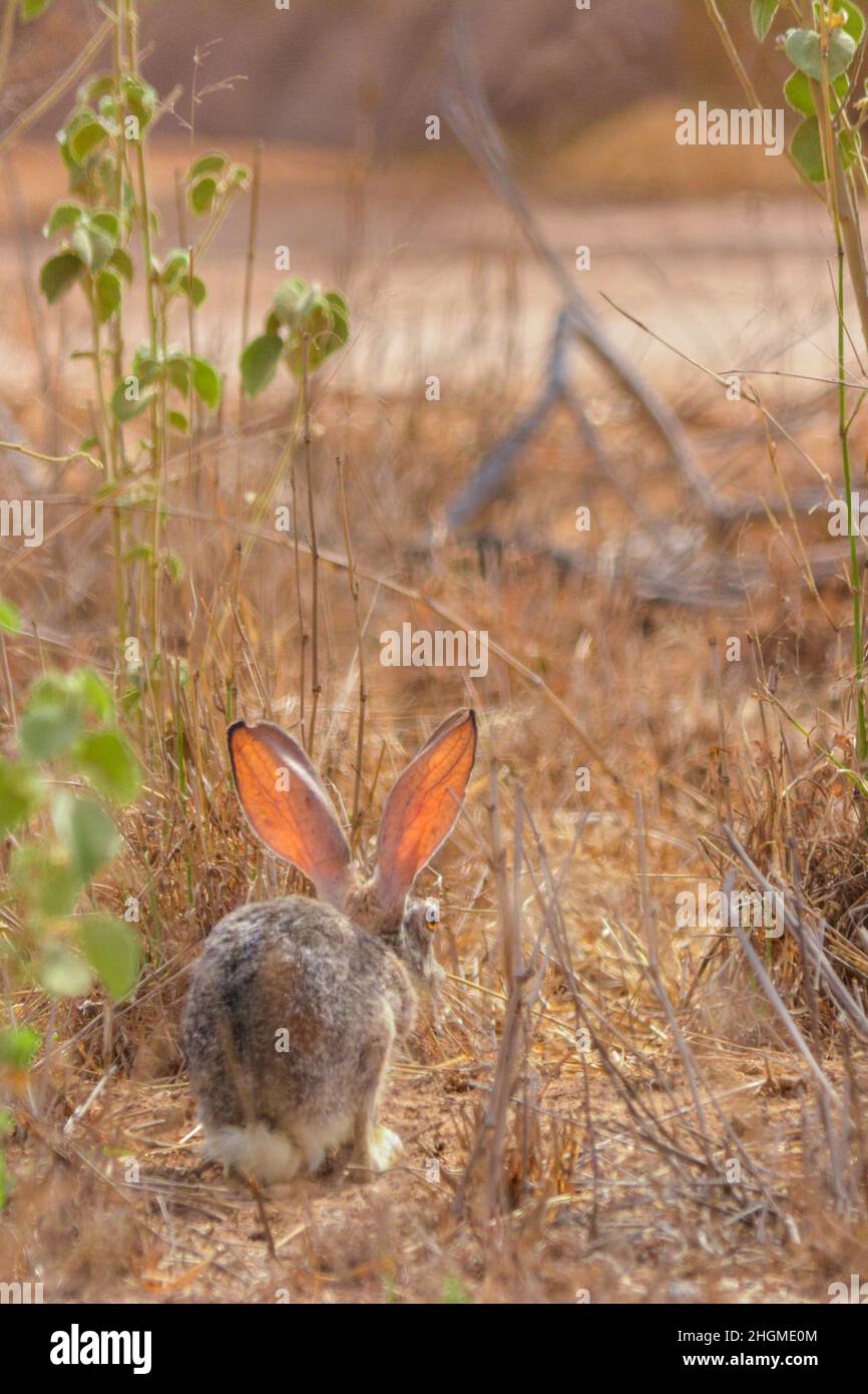 Rabbit head vector hi-res stock photography and images - Alamy