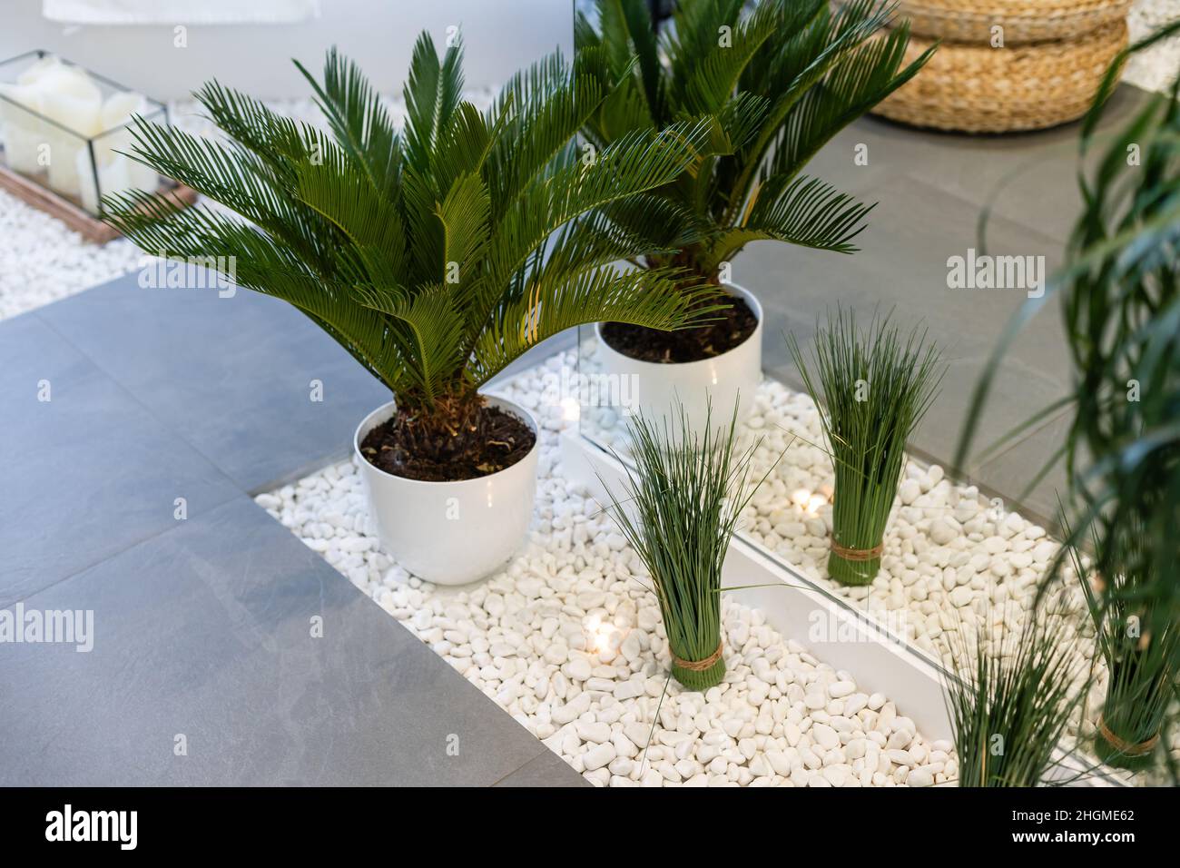 houseplants, palm trees in the interior Stock Photo - Alamy