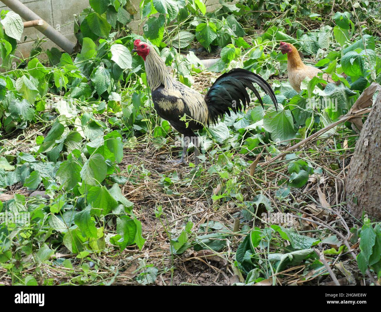 Chicken standing on dirt land with natural green tree leaf, Black with ...