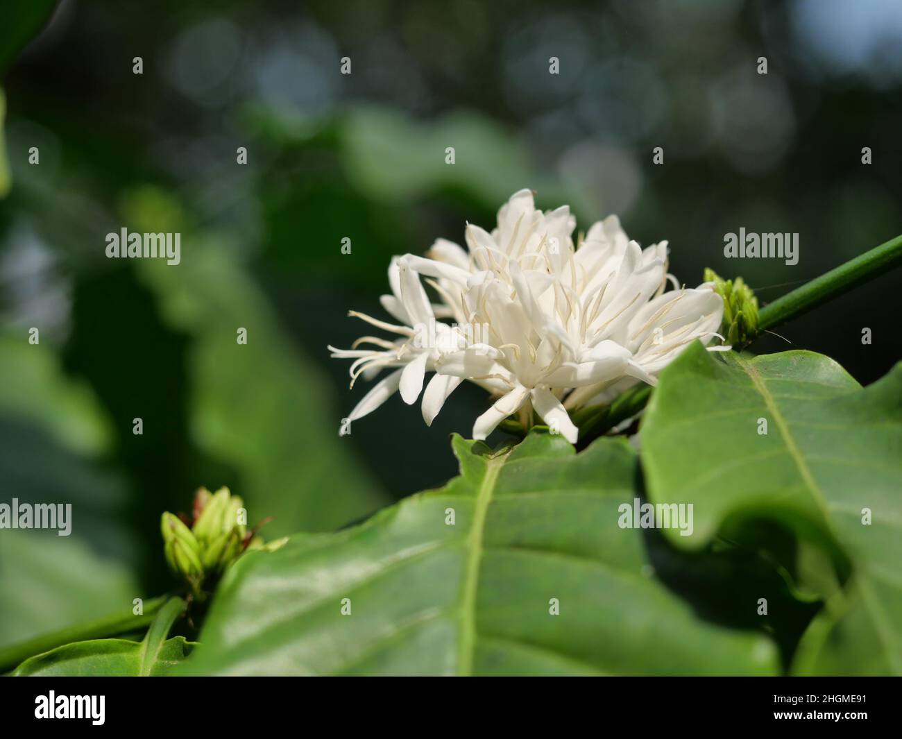 Robusta coffee blossom on tree plant with green leaf with black color ...