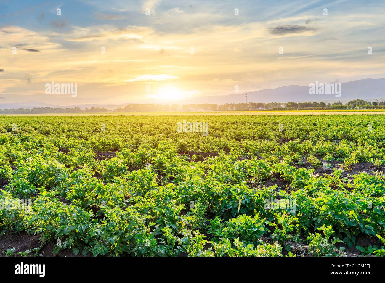 Green potato field at sunset. Potato field natural landscape in spring ...