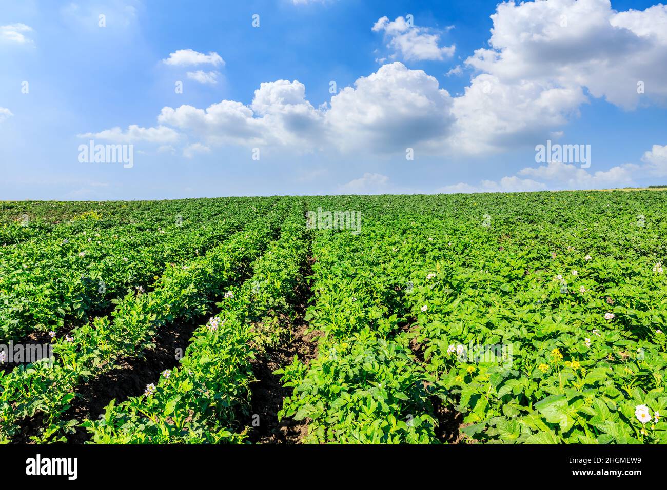 Green potato field under blue sky. Potato field natural landscape in ...