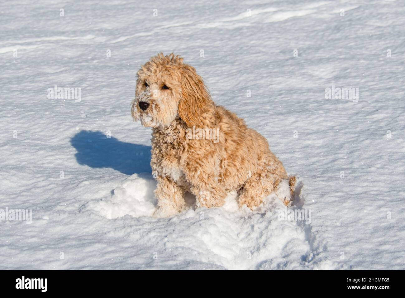 Female mini goldendoodle F1B dog in a winter environment with snow ...