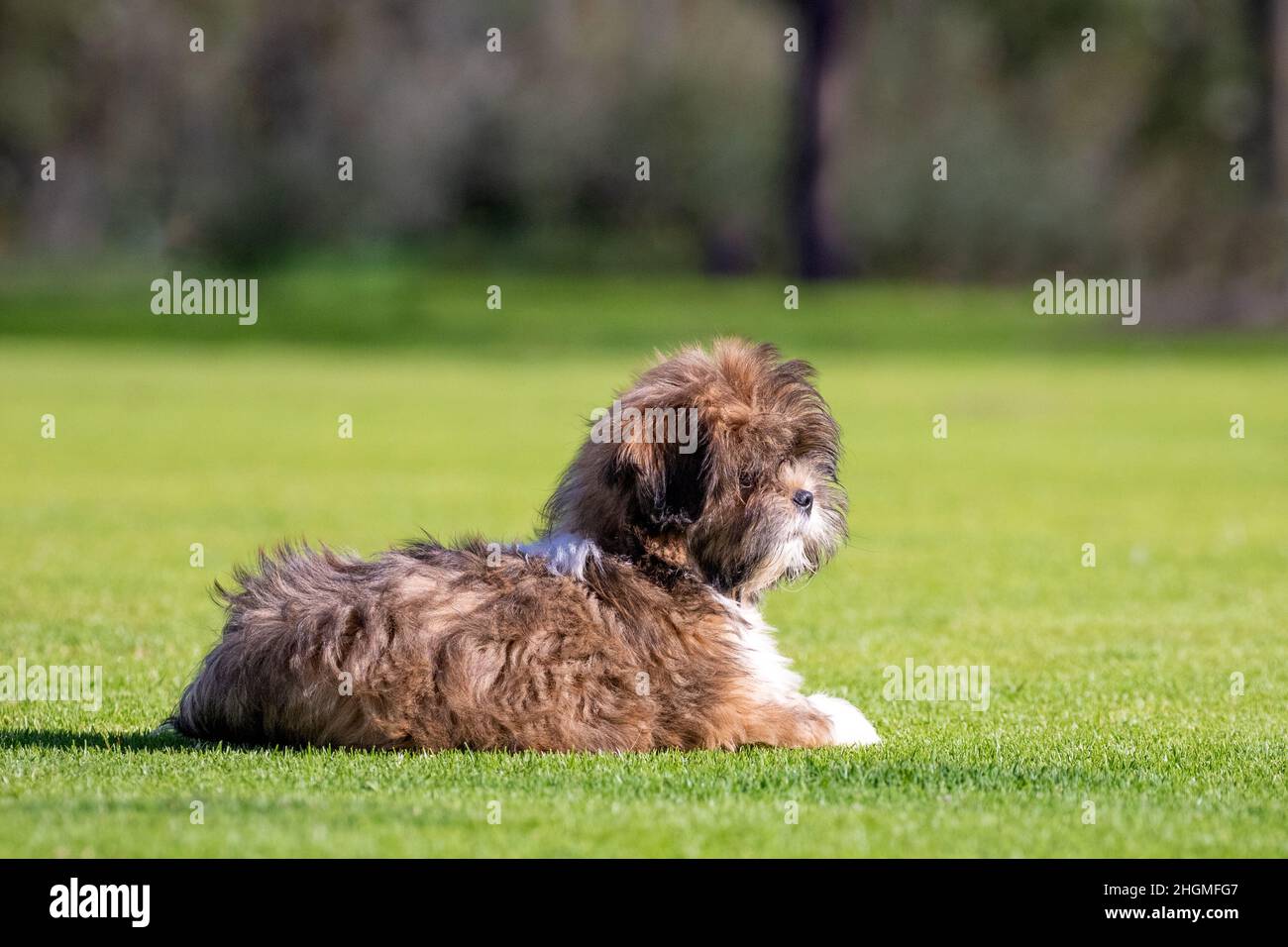 Lhasa apso puppy hi-res stock photography and images - Alamy