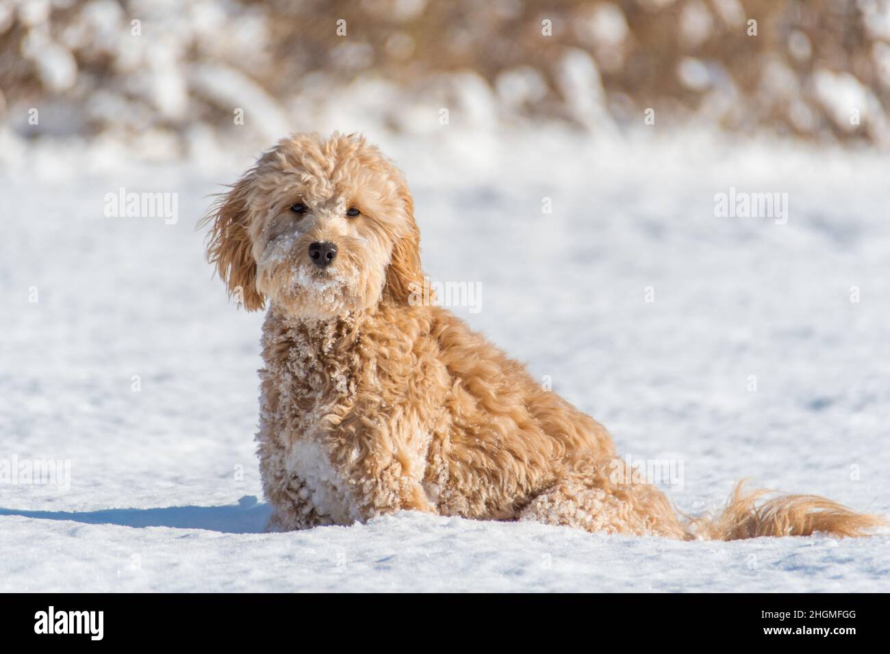 Female mini goldendoodle F1B dog in a winter environment with snow ...