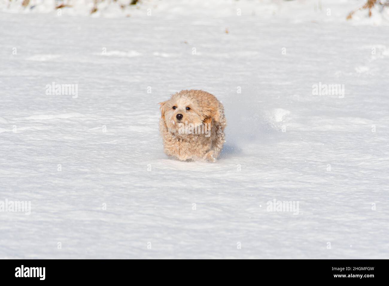 Female mini goldendoodle F1B dog in a winter environment with snow ...
