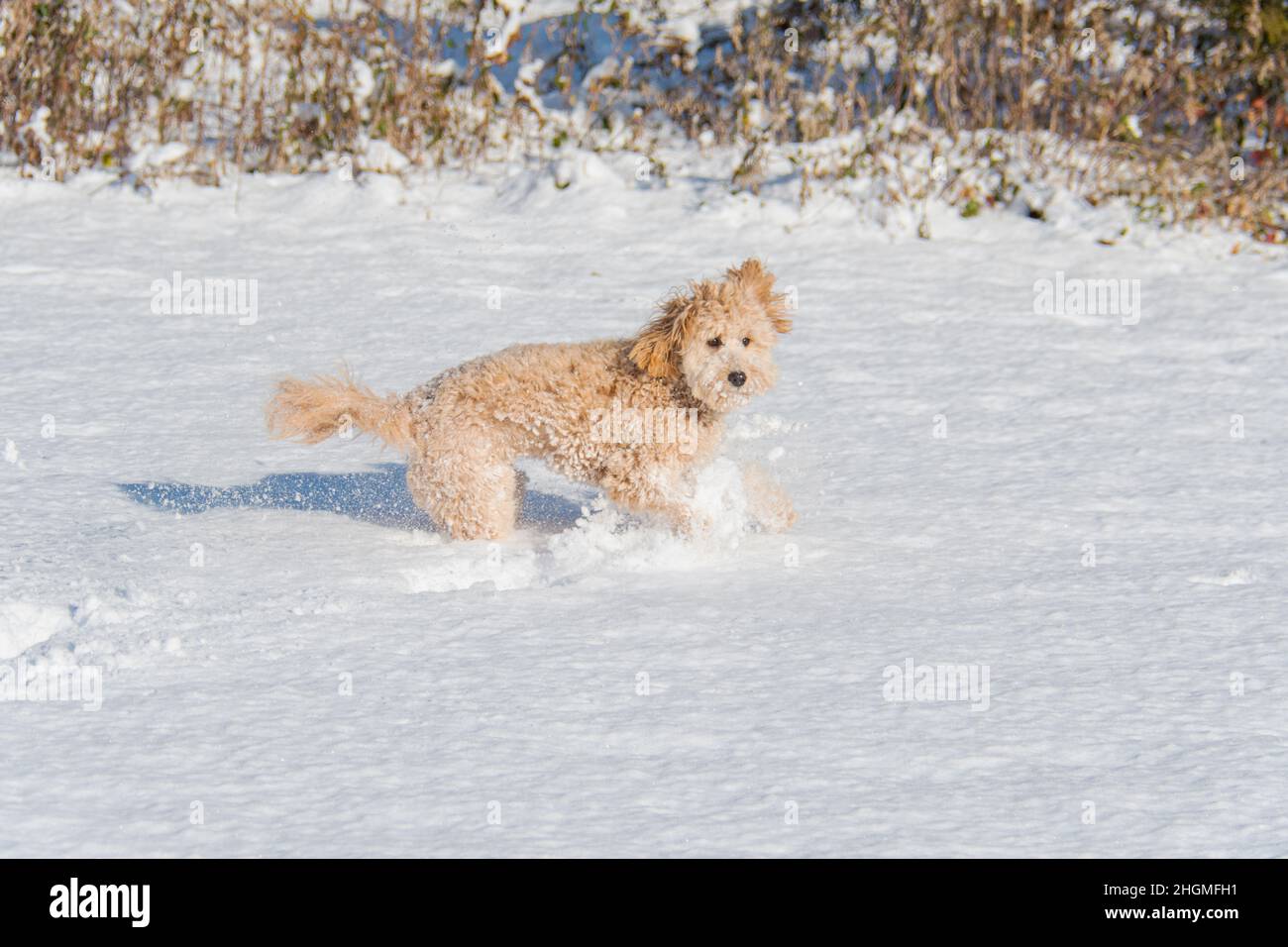 Female mini goldendoodle F1B dog in a winter environment with snow ...