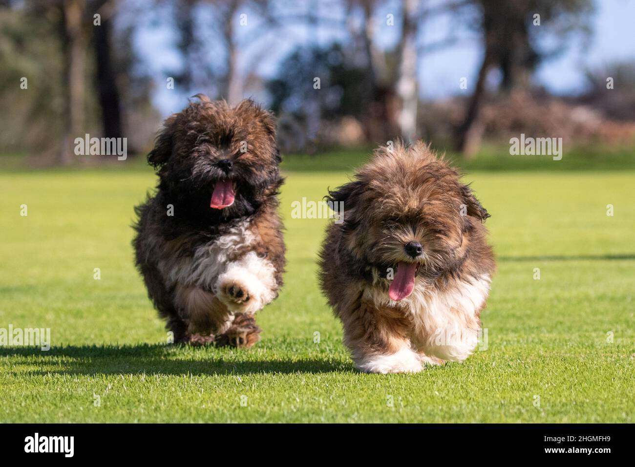 Lhasa apso puppy hi-res stock photography and images - Alamy