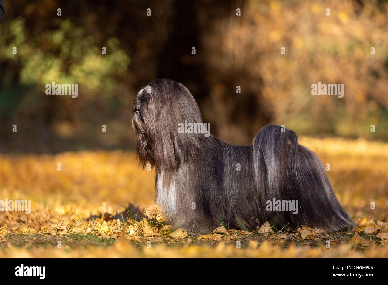 Lhasa Also in full coat Stock Photo - Alamy