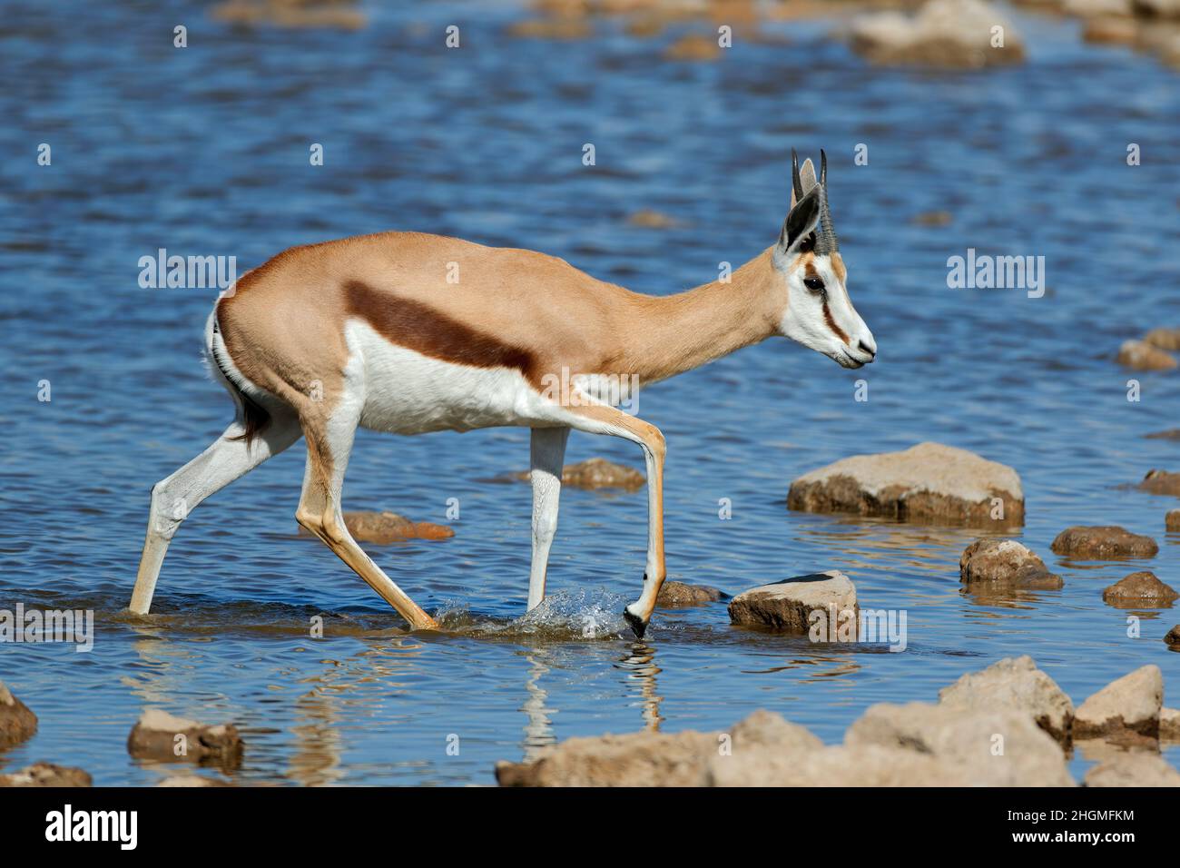A springbok antelope (Antidorcas marsupialis) walking in water, Etosha ...