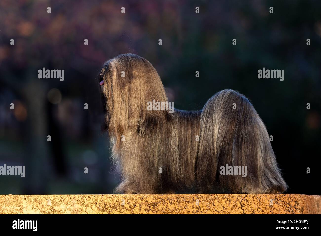 Lhasa apso tibet hi-res stock photography and images - Alamy