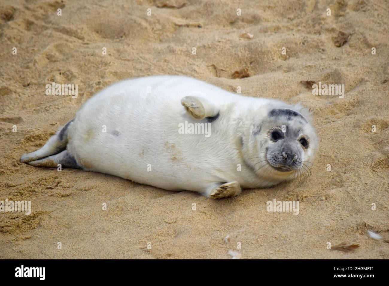 Seal pup on beach hi-res stock photography and images - Alamy