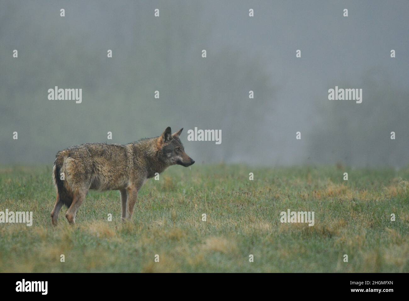 Wet wolf hi-res stock photography and images - Alamy