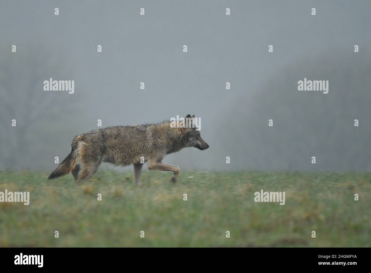 Wet wolf hi-res stock photography and images - Alamy