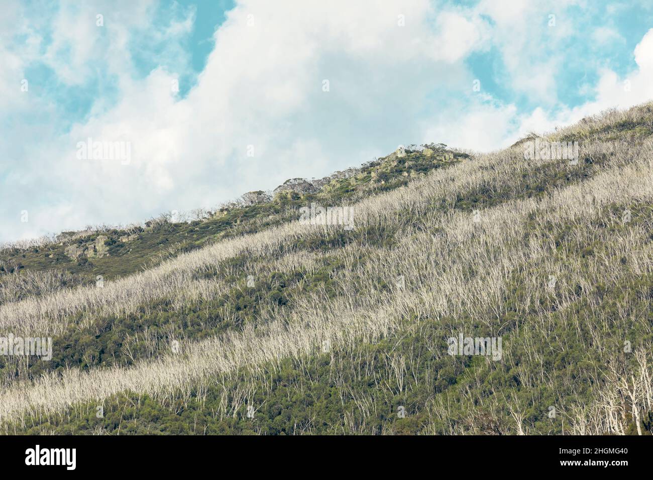 Photograph of dry alpine trees above the timberline in the Snowy ...