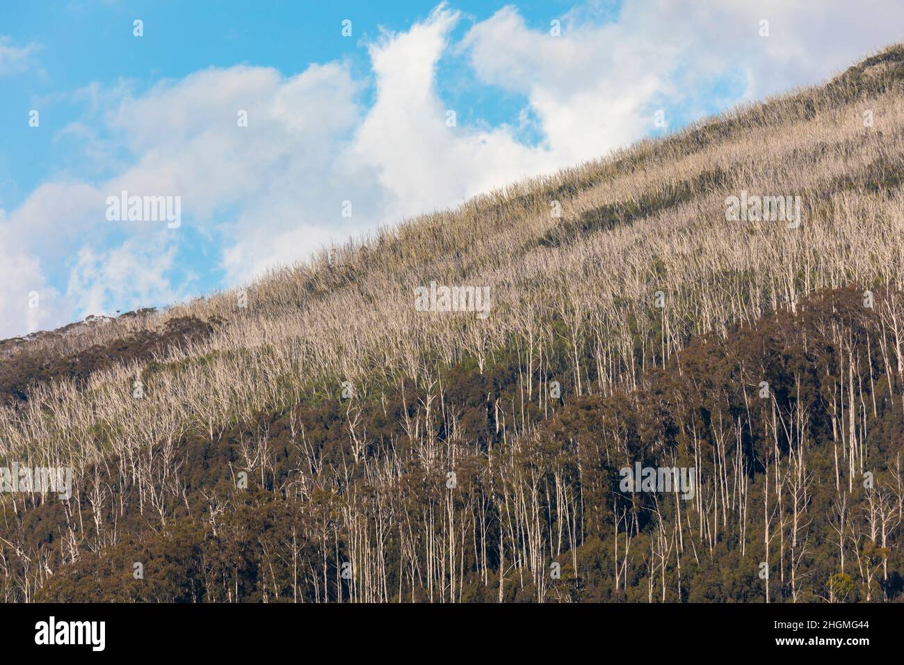 Photograph of dry alpine trees above the timberline in the Snowy ...
