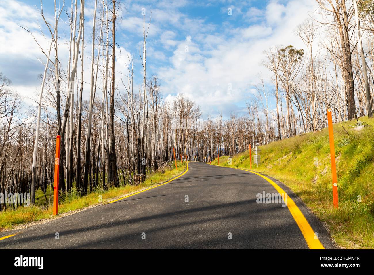 Photograph of trees burnt in a bushfire on an alpine road in the Snowy ...