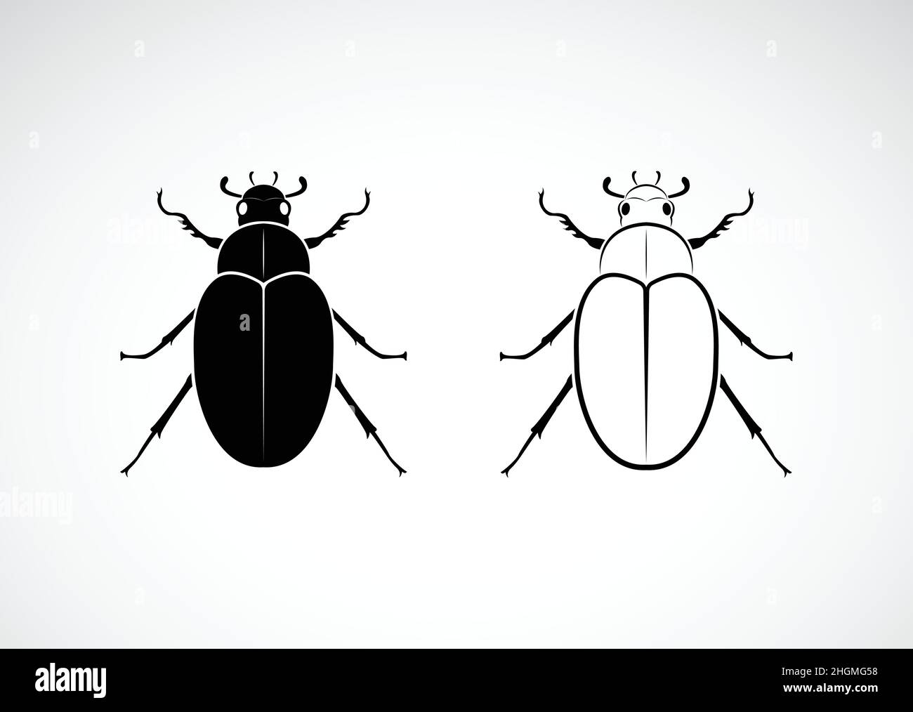Vector of cockchafer (Melolontha melolontha) isolated on white ...
