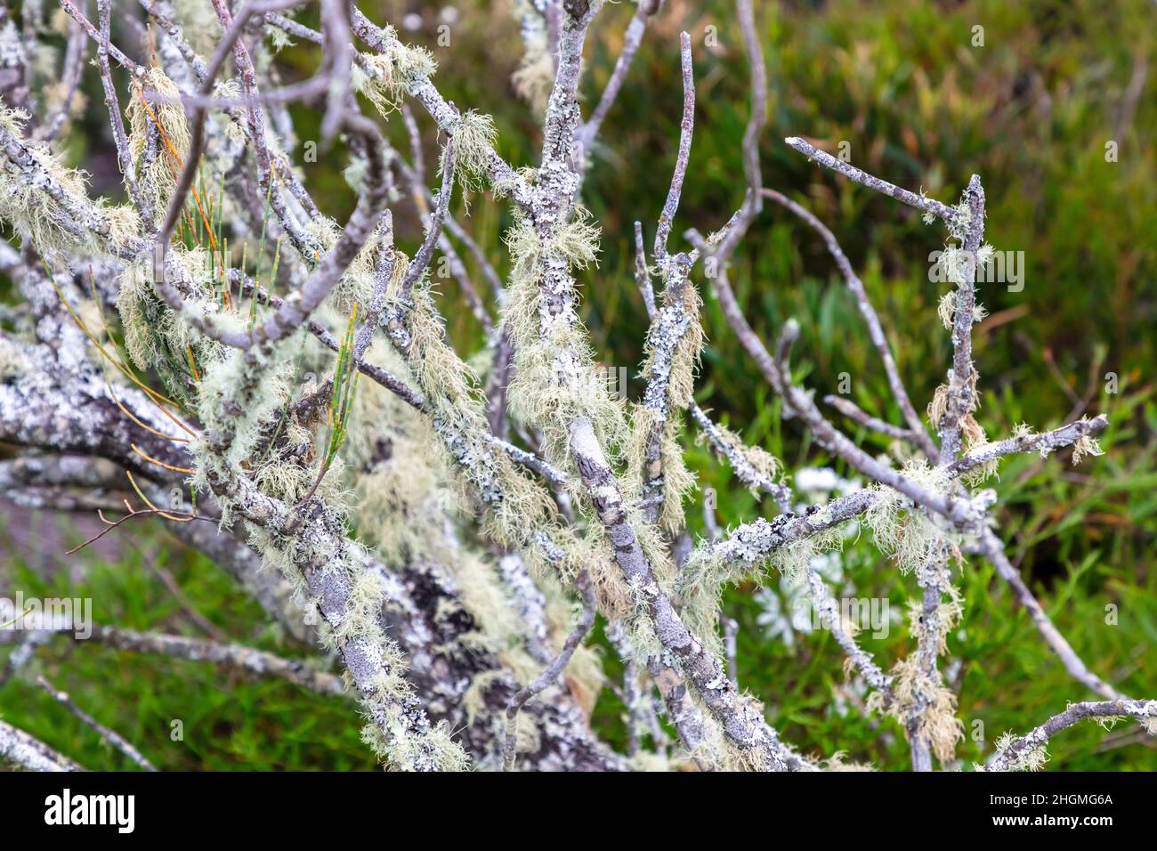 Photograph of fuzzy regrowth on trees affected by severe bushfire in ...