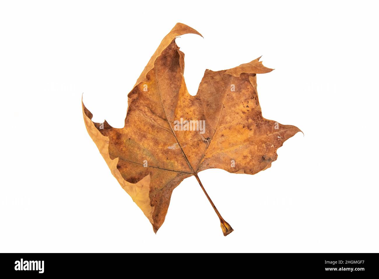 Dead leaf fallen leaf Cut Out Stock Images & Pictures - Alamy