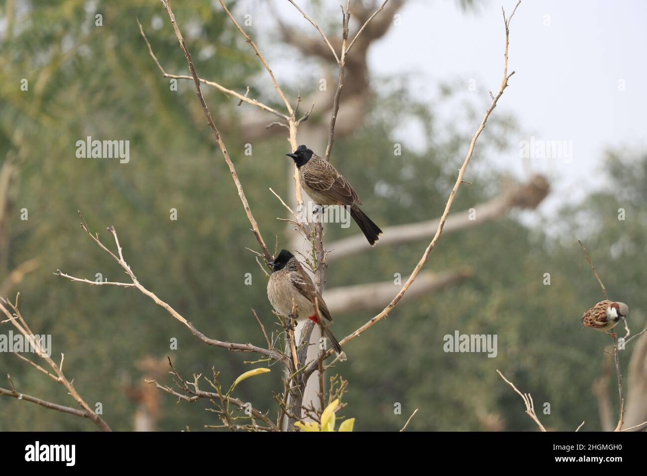 two bulbul birds sitting on tree Stock Photo - Alamy