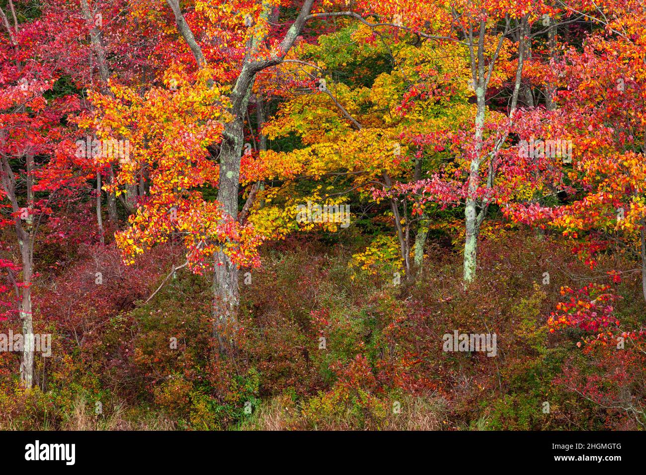 An autumn forest of northern hardwood trees in Pennsylvania's Pocono ...