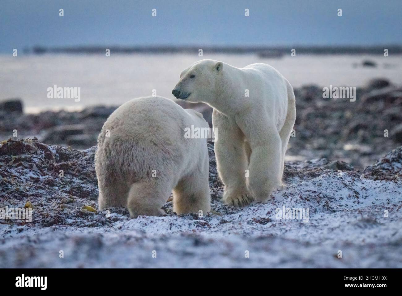 Two polar bears cross kelp on seashore Stock Photo - Alamy
