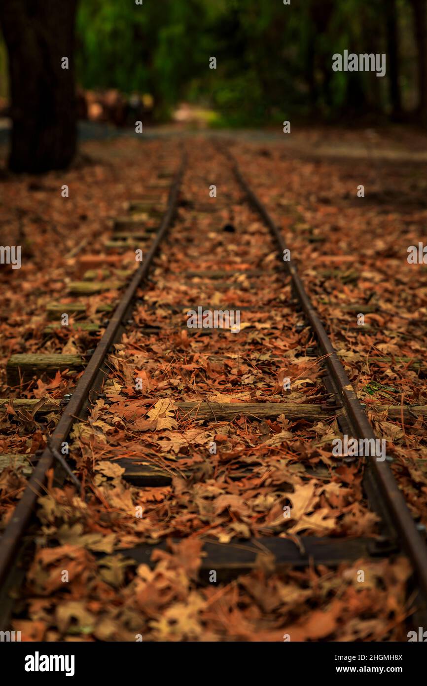Old rusty abandoned train tracks amongst trees with fallen yellow ...