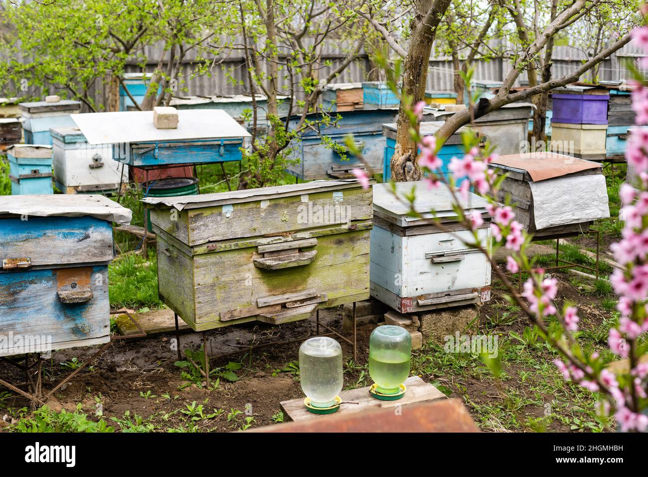 Rows of hives under branches with cherry blossoms. Apiary in the spring ...