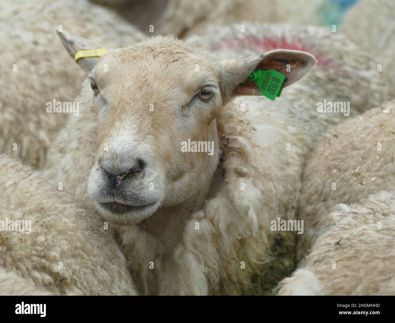 Show animal farm sheep hi-res stock photography and images - Alamy