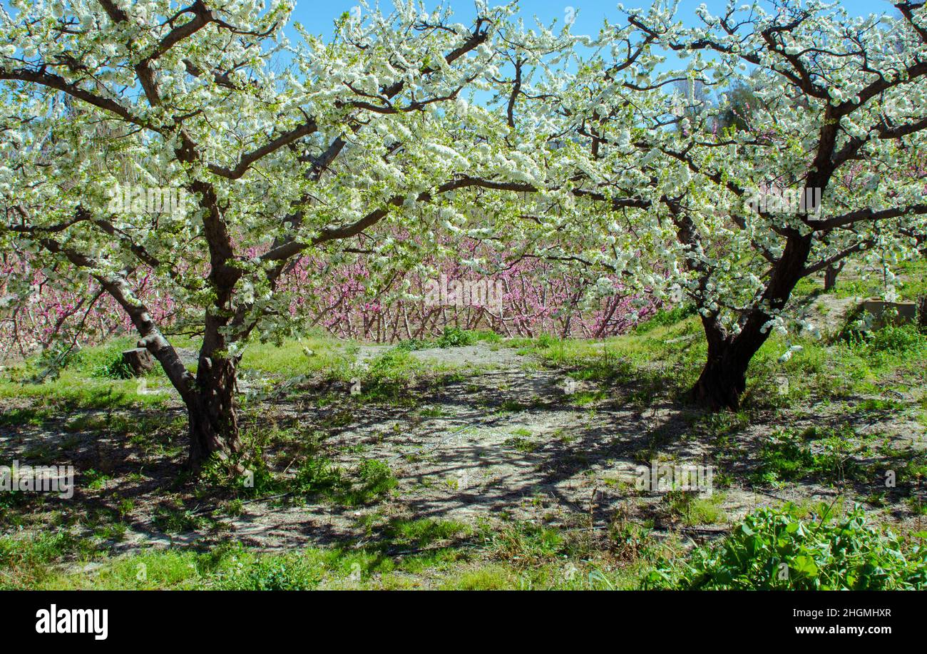 Peach flowering in Cieza. Murcia Spain Stock Photo - Alamy
