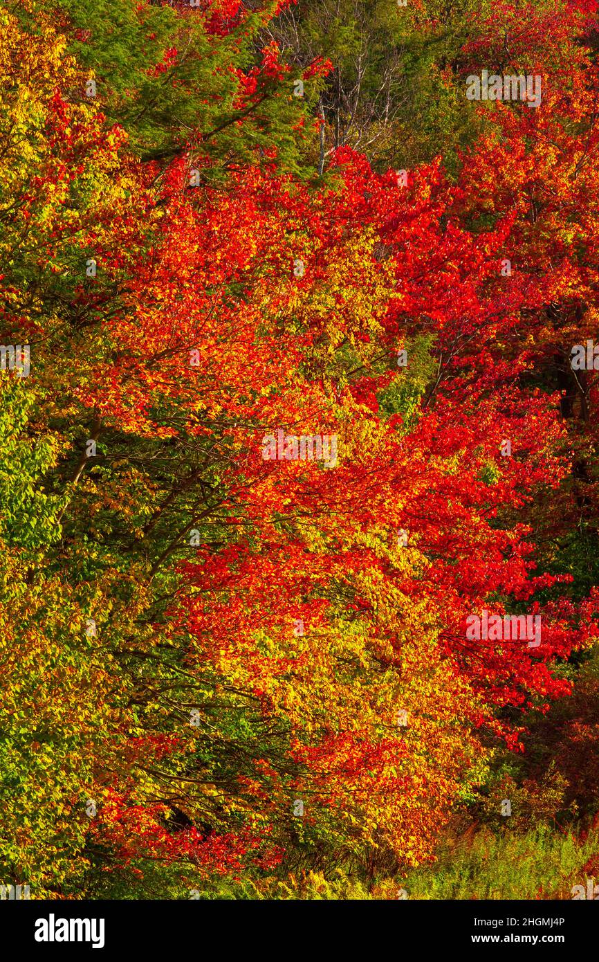 An autumn forest of northern hardwood trees in Pennsylvania's Pocono ...